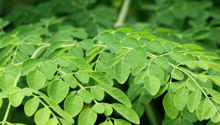 മുരിങ്ങയില സൂപ്പറാണ്, ഈ രോ ഗങ്ങൾ തടയും | Amazing Benefits Of Drumstick ...