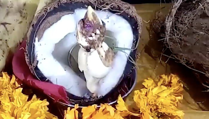 Madhya Pradesh: Lord Ganesha inside coconut shell? (Video)