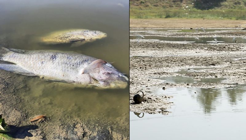 Byrasandra lake in Bengaluru on the verge of extinction - Asianet Newsable