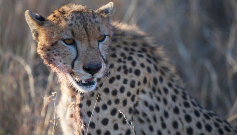Man-killer Cheetah caught in Karnataka; sixth cat captured in one month