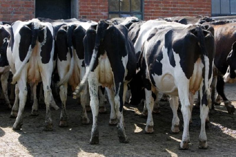 Man arrested for injecting cows with sedative, suspected of cow-selling