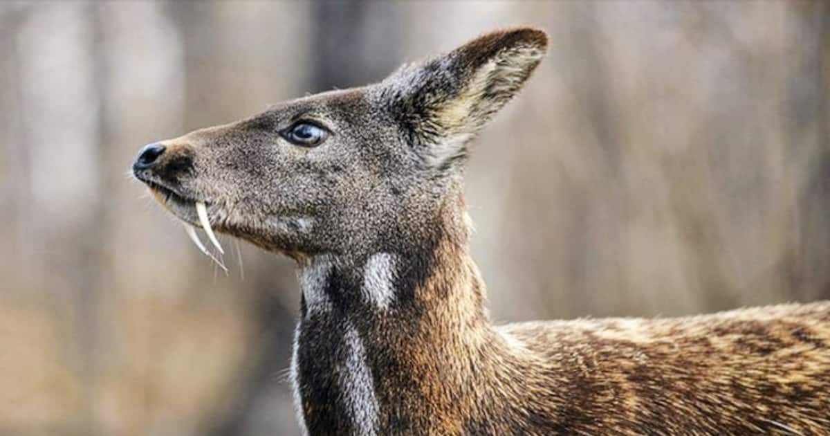 Indian musk deer store