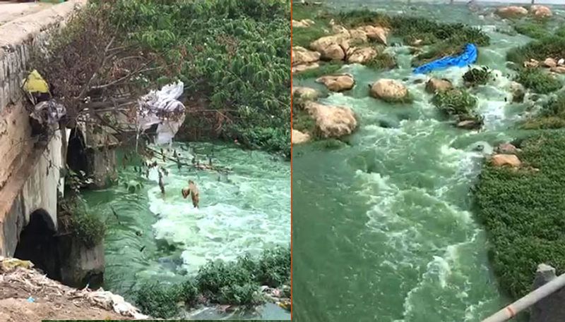 Kolar: KC Valley water turns green due to pollutants; people see red ...