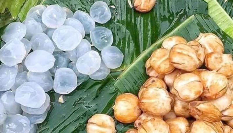 Health Benefit of Pallet shells or Taal Shash - health benefit of ...