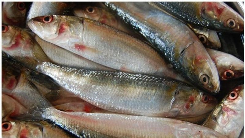 Sardine Fish Health Benefits : மத்த மீனை விட இந்த 'மத்தி' மீனில் அப்படி ...