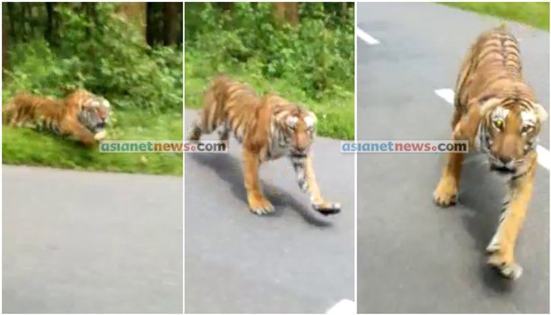 റോഡ് മുറിച്ച് കടക്കുന്ന കടുവയ്ക്ക് മുമ്പില്‍പ്പെട്ട് മലയാളി ബൈക്ക് ...