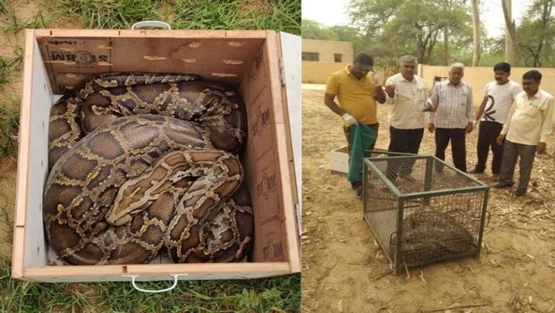 rescue of 15 feet Python first time in the history of Haryana - rescue ...