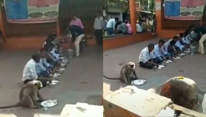 A clipping of monkey went viral on social media - a clipping of monkey ...