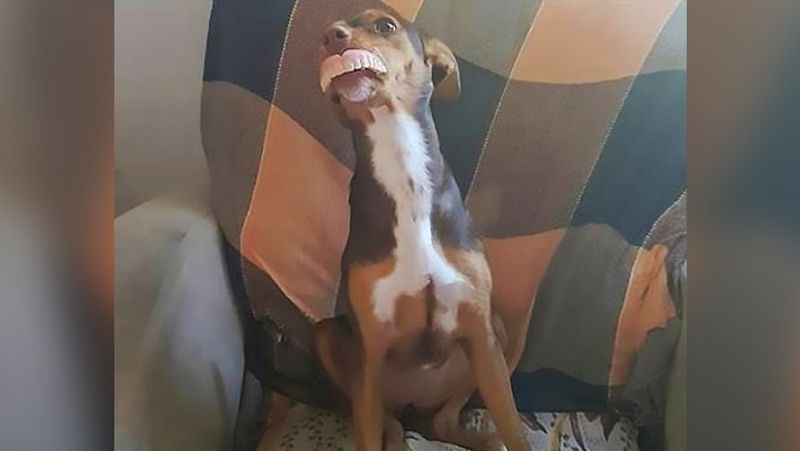 Hilarious photos of dog with womans dentures goes viral - hilarious ...
