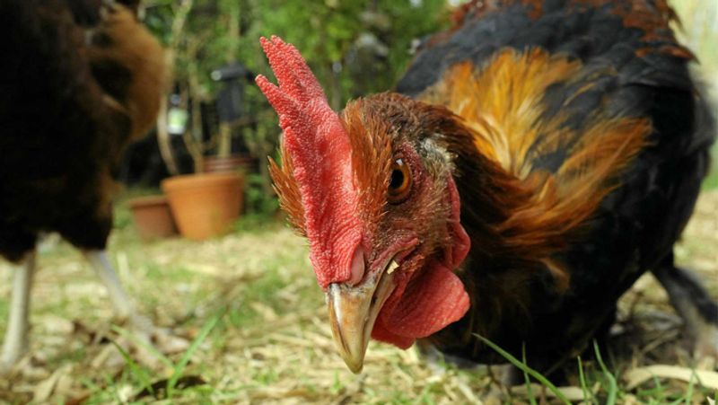 Rooster kills Australian woman in shocking attack - rooster kills ...