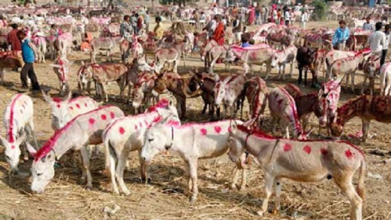 Donkey fair in Pakistan, AK 47, F16, Atom Bomb are names - donkey fair ...