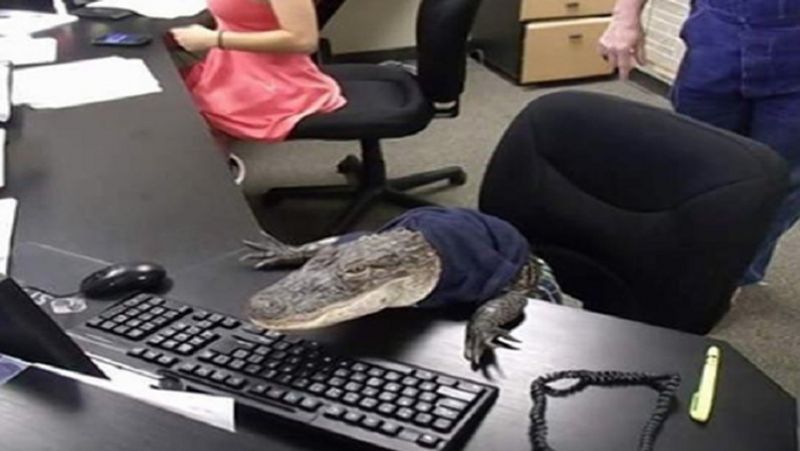 Viral photo of crocodile working in office - viral photo of crocodile ...
