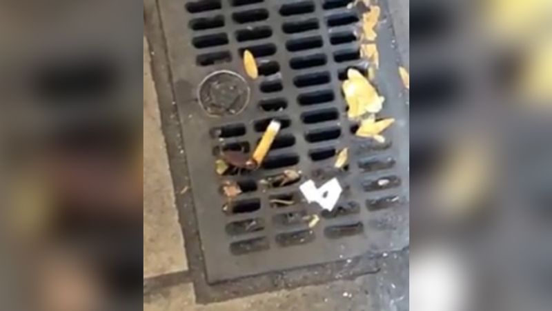 Video of cockroach smoking on new york street goes viral - weird news ...