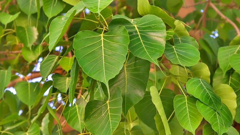 ದೈವೀಕ ಮಾತ್ರವಲ್ಲ ಅಶ್ವತ್ಥ ಮರದಿಂದ ಹಲವು ಆರೋಗ್ಯ ಪ್ರಯೋಜನಗಳಿವೆ | Health ...