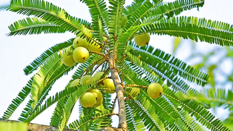 in which direction should the amla tree be planted according to vastu ...