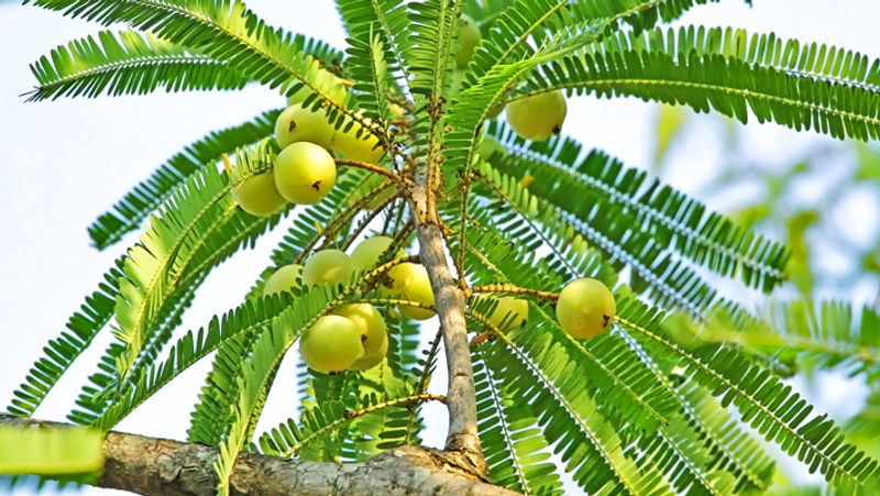 Amla is full of medicinal properties, why worship it on Akshay Navami ...