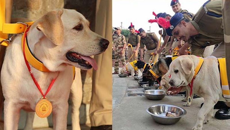 7 dogs working for 8 years in CISF retire in Delhi - 7 dogs working for ...