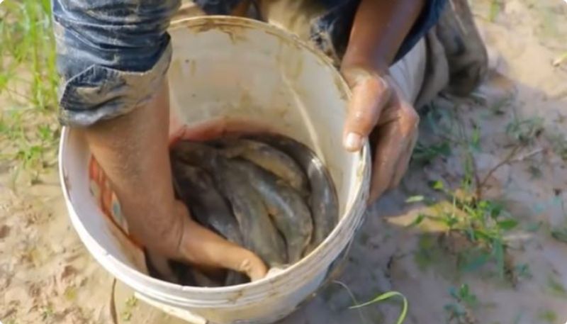 Fish caught in toothpaste and egg video goes viral on social media ...