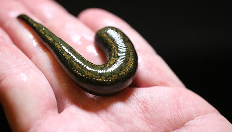 Viral Video: ভয়ঙ্কর হতে পারে উড়ন্ত জোঁক, ভিডিও ভাইরাল হতেই সাবধান করল ...