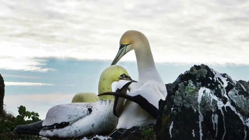 കോണ്‍ക്രീറ്റ് പക്ഷിയെ പ്രണയിച്ചുപോയ നൈജല്‍; ലോകത്തിലെ ഏറ്റവും ഏകാകിയായ ...