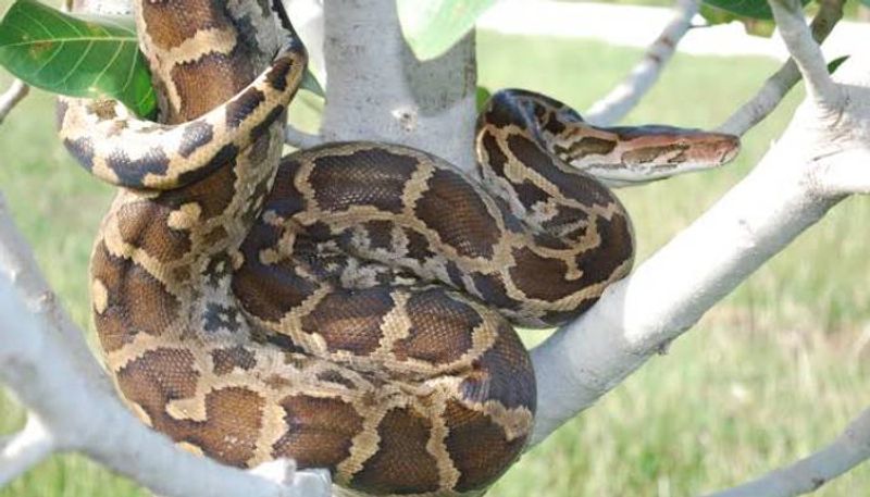 ഒരേയിടത്ത് മൂന്ന് പെരുമ്പാമ്പുകള്‍; പാമ്പുപിടുത്തക്കാര് ...