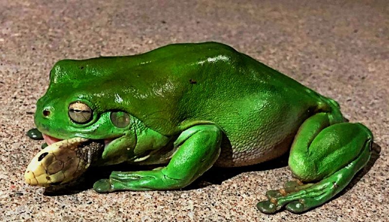 সবুজ গেছো ব্যাঙ নাকি স্বয়ং নীলকন্ঠ, ছোবল খেয়েও হজম করল মারাত্মক ...