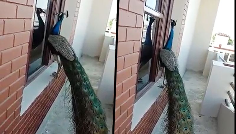 Rare sight: Peacock knocking window has netizens surprised; video goes ...