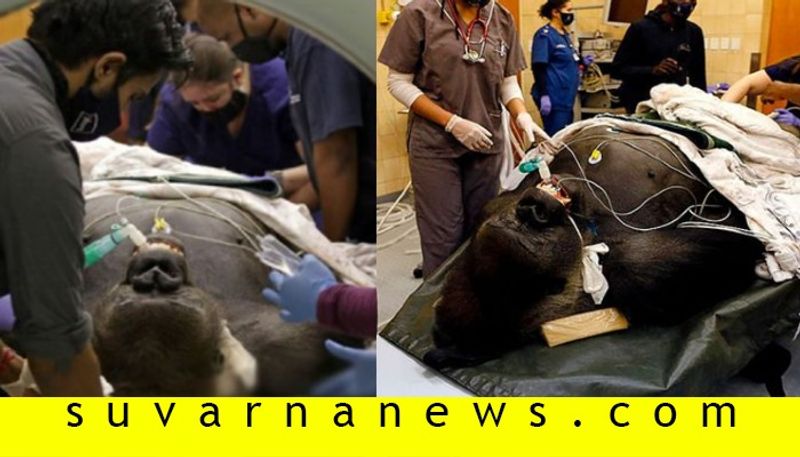 210 ಕೆಜಿ ಗೋರಿಲ್ಲಾಗೆ ಸಿಟಿ ಸ್ಕ್ಯಾನ್, ಸ್ಕ್ರೀನ್ ನೋಡಿ ದಂಗಾದ್ರು ಜನ! | Gorilla ...