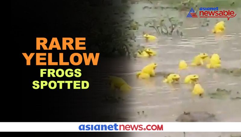 Watch: Yellow frogs spotted in Madhya Pradesh; video goes viral ...