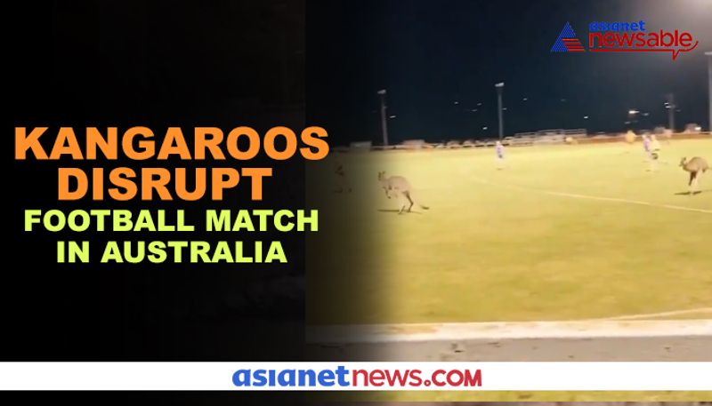 Watch: Kangaroos disrupt football match; netizens get a kick out of ...