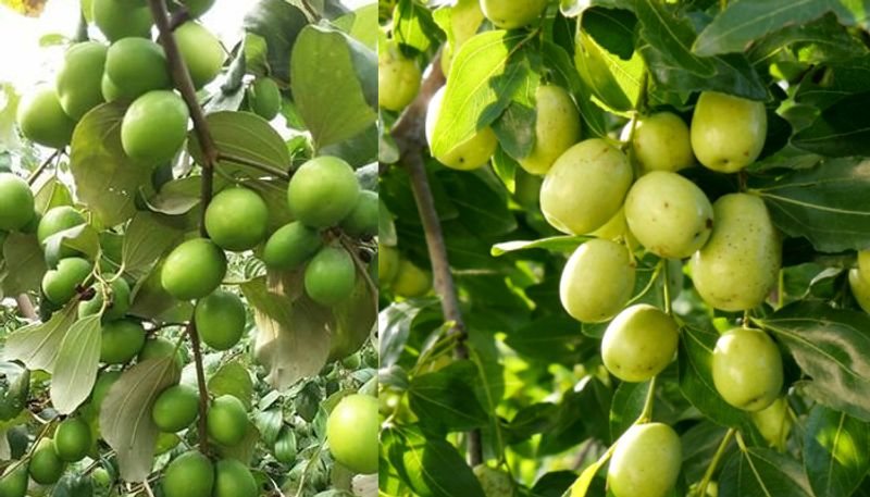 ബേര്‍ ആപ്പിളില്‍ ധാരാളം പഴങ്ങളുണ്ടാകാന്‍ പ്രൂണിങ്ങ് അത്യാവശ്യം | apple ...