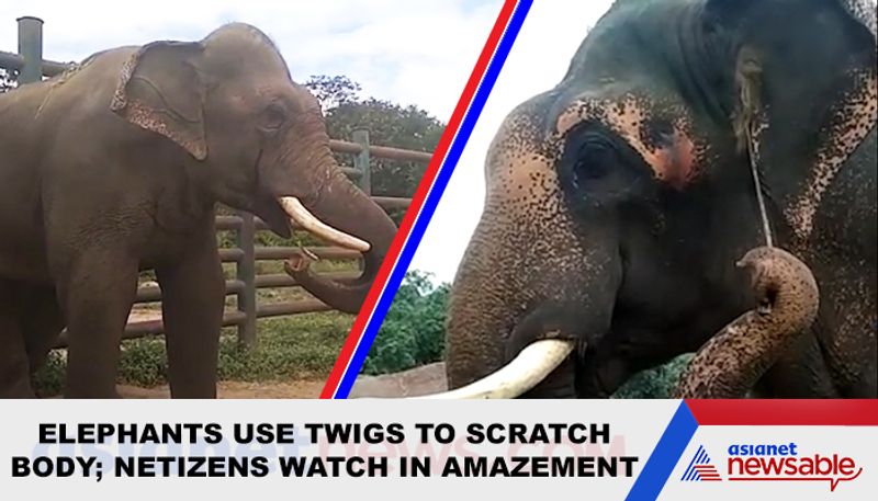 Karnataka: Elephants using twigs to scratch body tickles, amazes ...