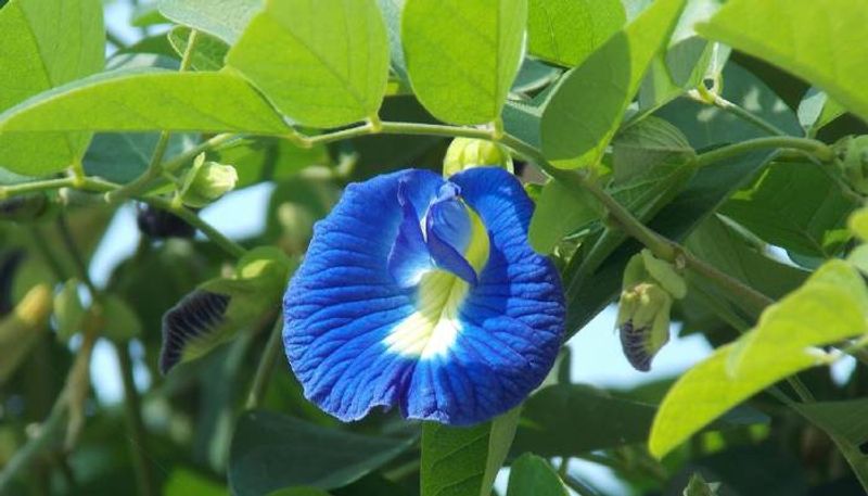 Benefits of Aparajita tree বাড়ির এই দিকে অপরাজিতা গাছ থাকলে মেলে নানান ...