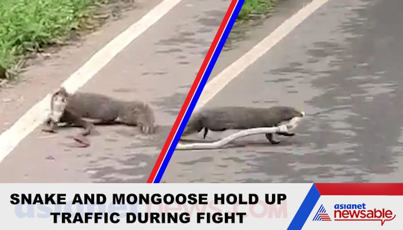 Snake and mongoose take their fight to the streets; watch video to know ...