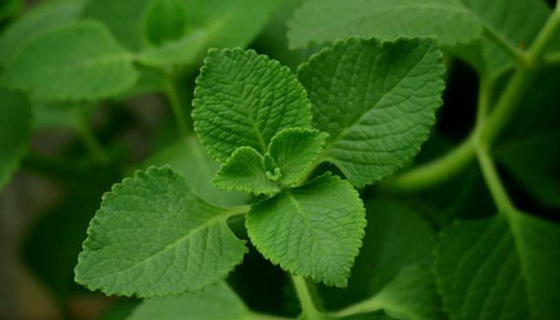 health benefits of omavalli leaves : எக்கசக்கமான நன்மைகள் உள்ள "ஓமவள்ளி ...