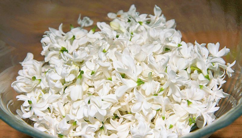 Storing Flowers in Fridge ಮಲ್ಲಿಗೆ ಸಂಗ್ರಹಿಸುವ ಸಲಹೆಗಳು | Jasmine Flower Storage Tips For A Week In ...
