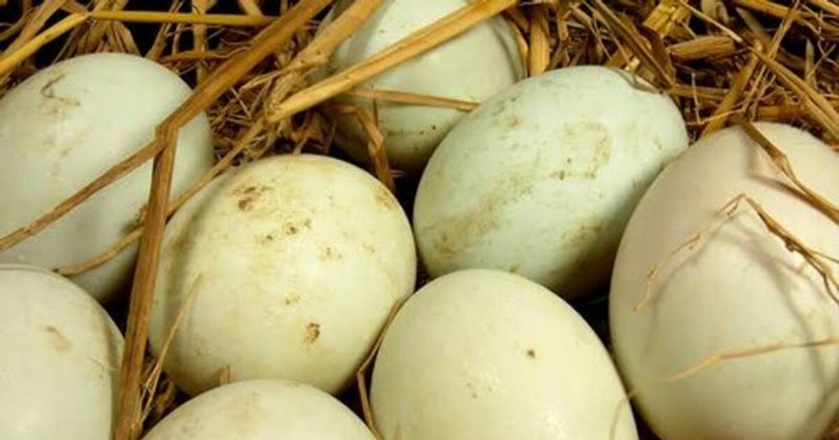 Move On From Hen Eggs Different Types Of Edible Eggs That Are Nutritious And Tasty Asianet