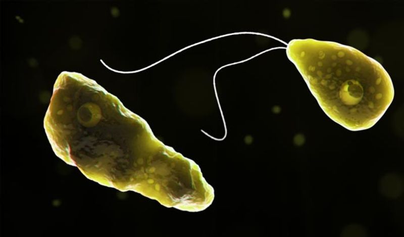 Kerala: Five-year-old girl infected with Amoebic meningoencephalitis in ...