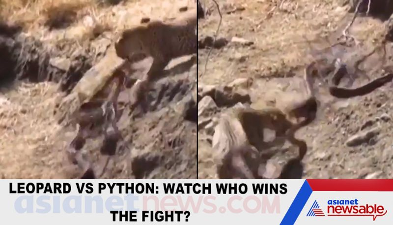 Leopard vs python: Watch who wins the fight? - Asianet Newsable