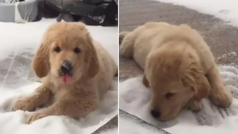 కుక్కపిల్లకోసం.. కొండచిలువతో యుద్ధం.. మహిళ సాహసం.. | Woman wrestles ...