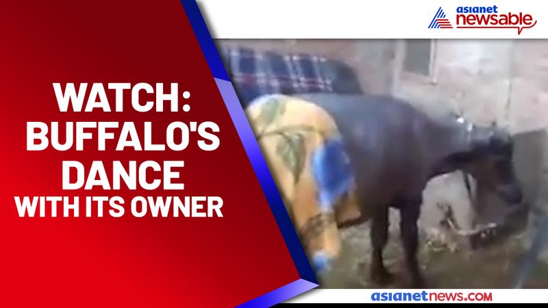 Here's how a buffalo dances with its owner: Watch the video