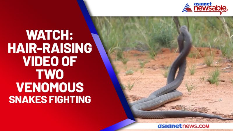 A deadly fight between two poisonous snakes for the right to mate with ...