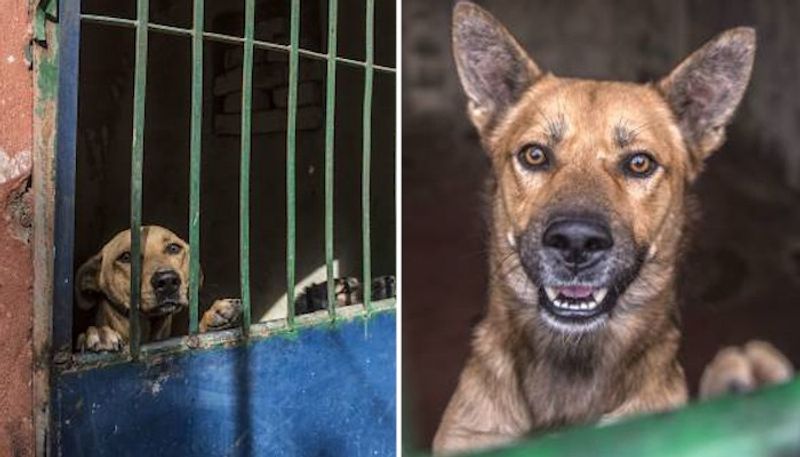 Is PETA hiding its reality behind the 'veil' of mercy for street ...