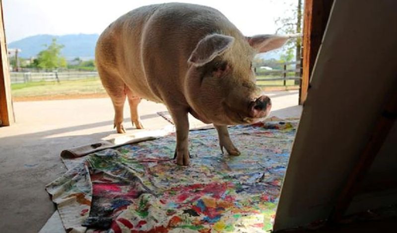 लाखों में बिकती है इस सूअर की बनाई पेंटिंग्स, अब तक कर चुका है 50 लाख ...