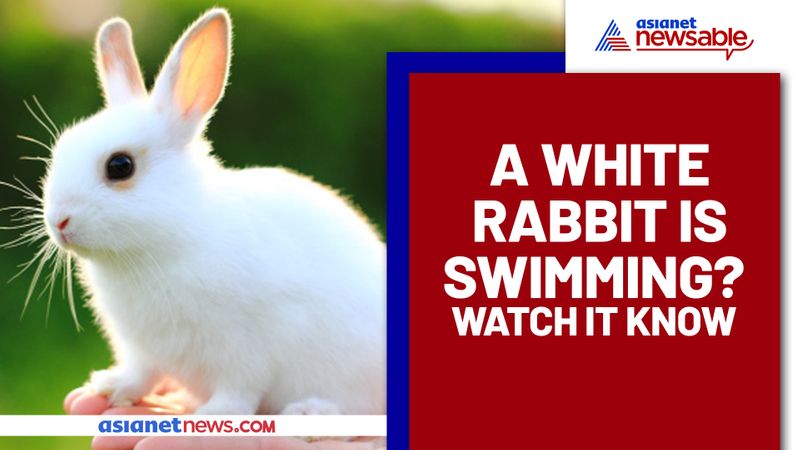 Rare Video of Rabbit Swimming Will Make Your Day; Watch Video