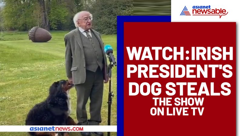 Irish President's Dog Steals The Spotlight During a Live Interview ...