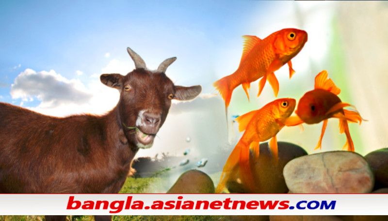 আতঙ্কে মৃত ছাগল, মাছ মরেছে বলে চাই ৩ কোটি - 'দুয়ারে ত্রাণ'-এ অবাক করা ...