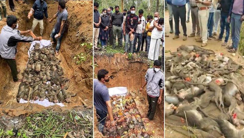 पहले टॉर्चर किया, फिर 46 बंदरों को जहर देकर मार डाला; लोग आक्रोशित-'है ...