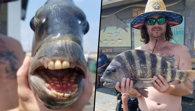 Believe it or not: Fish with human-like teeth found in North Carolina ...