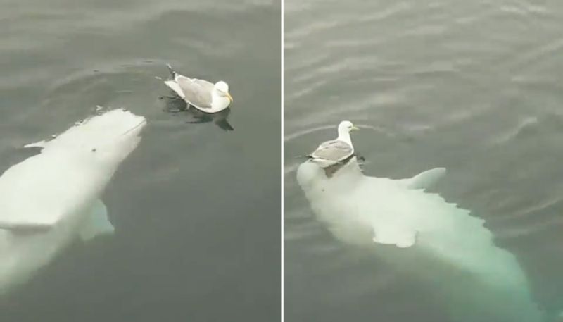 Beluga whale playing with seagull will make your day; watch the video ...